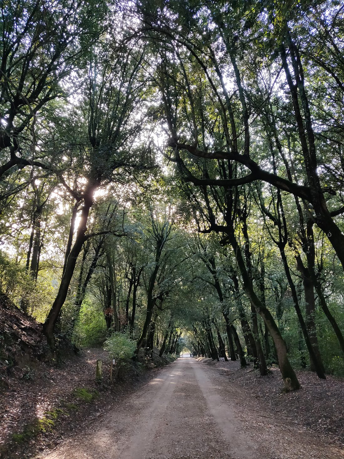 OnePlus 6t: real-world photo sample - Alessandro Michelazzi Photography