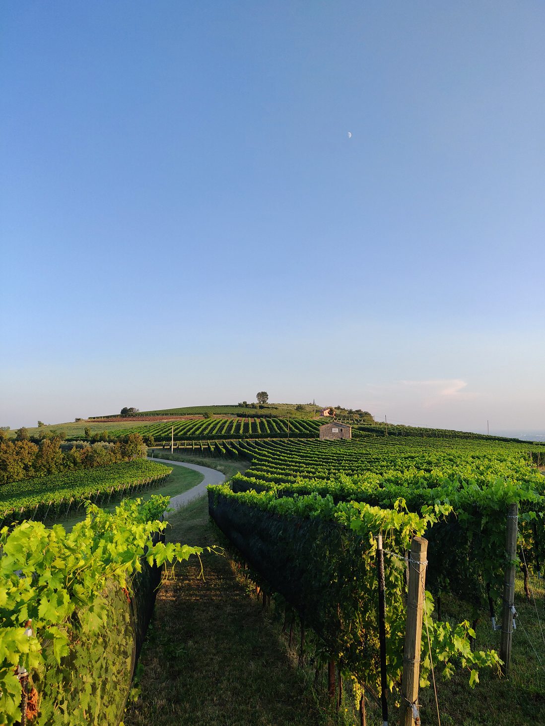 OnePlus 6t: real-world photo sample - Alessandro Michelazzi Photography
